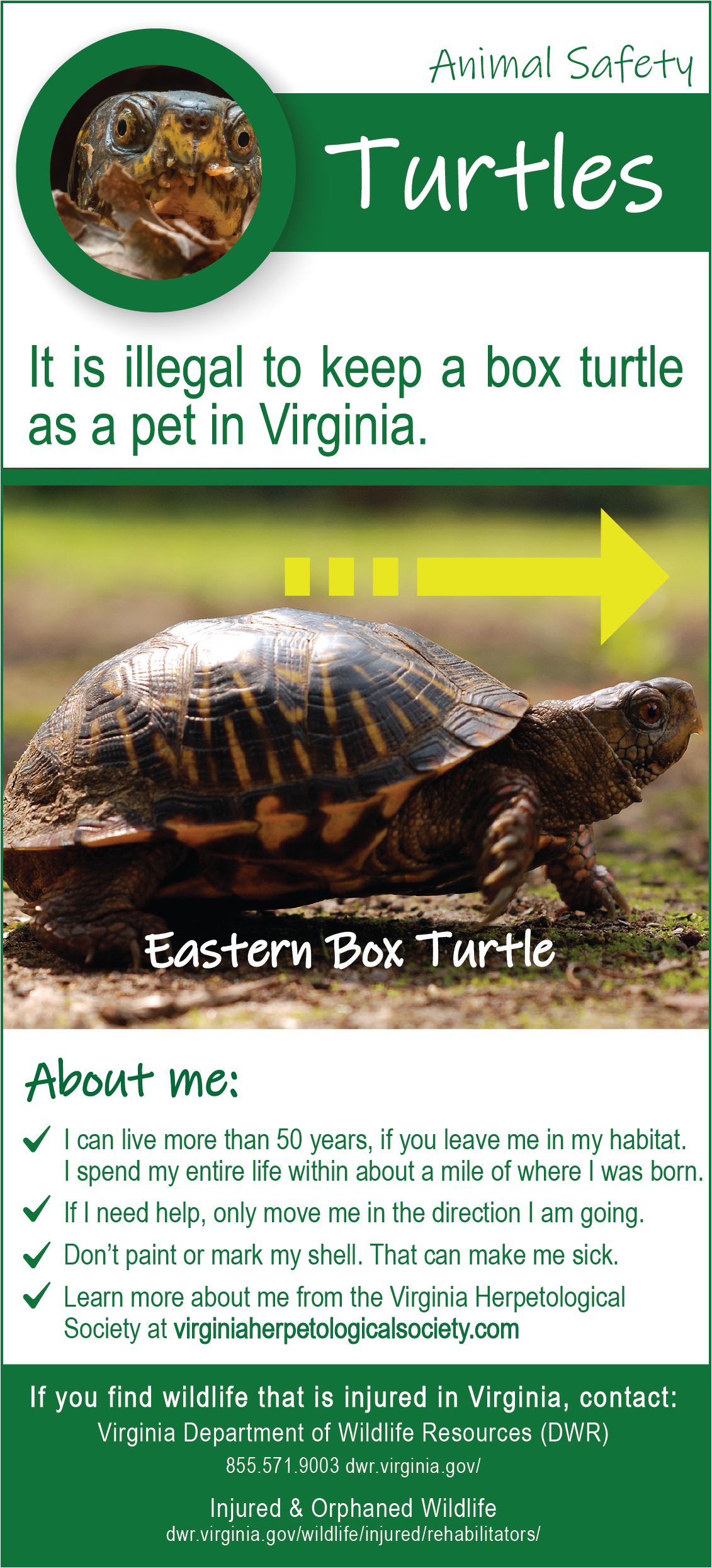 Helping Turtle Friends – Prince William SPCA